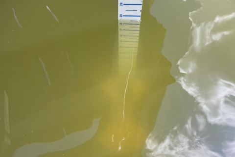 Good Algae vs. Bad Algae in Fishing Ponds | TLC Perfect Pond