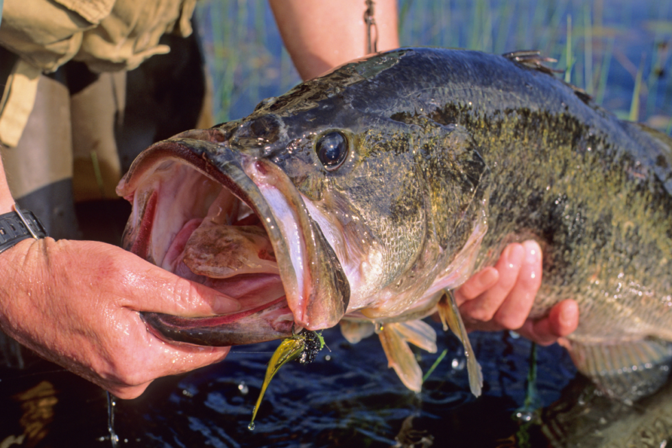 Understanding Largemouth Bass Subspecies | TLC Perfect Pond
